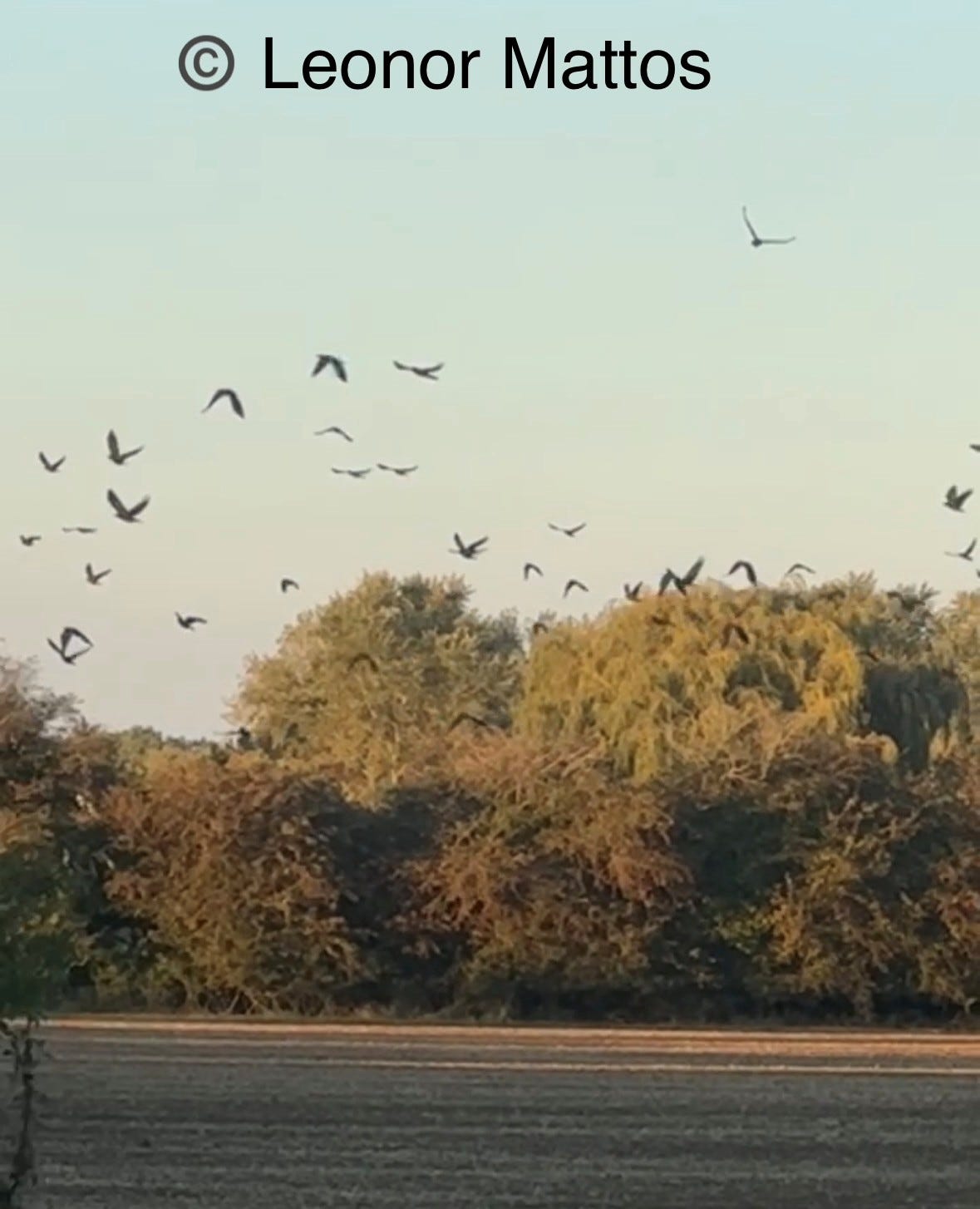 Where Do The Crows Go After Dark? | by Leonor Silva de Mattos | Medium