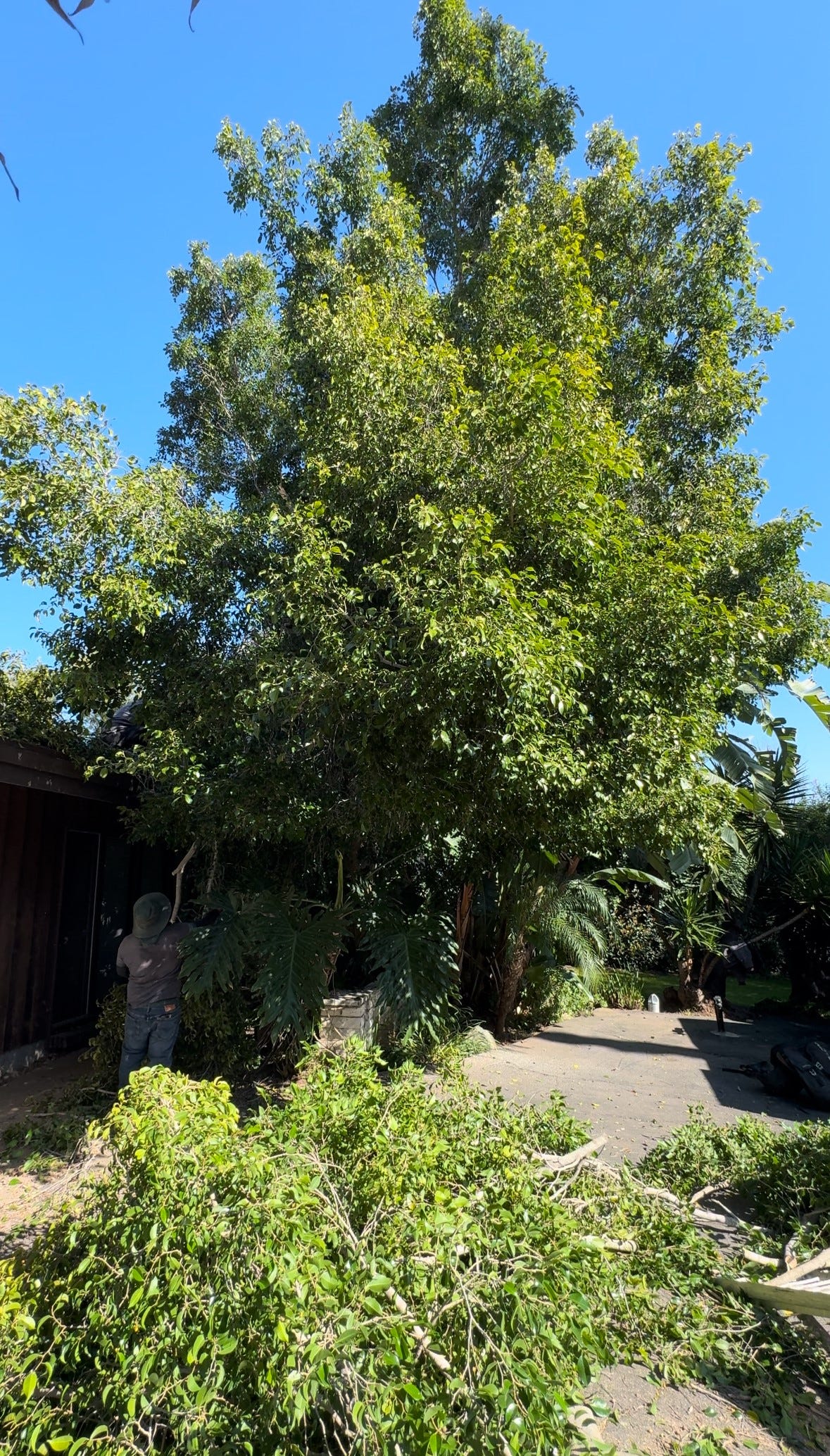 Where Houseplants Grow Outside. Ficus benjamina — weeping fig —… | by ...