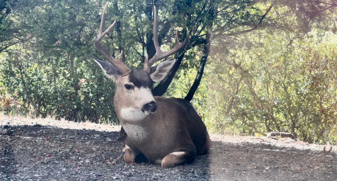 Deer Universe. Dear Universe, | by Hope Cruz | Feb, 2025 | Medium