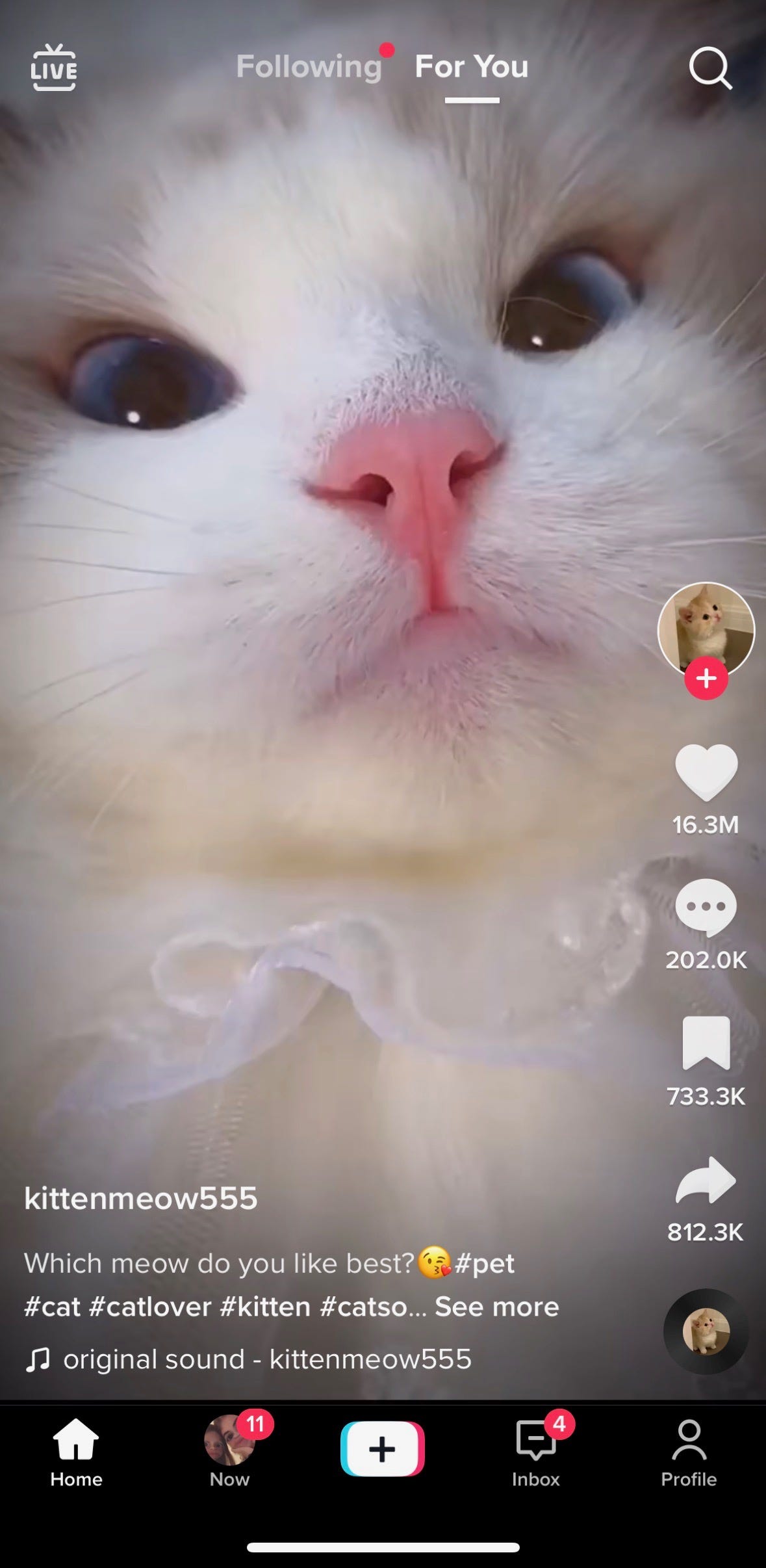 Assignment 4: Knowledge — TikTok is Much More Than Just Silly Cat ...