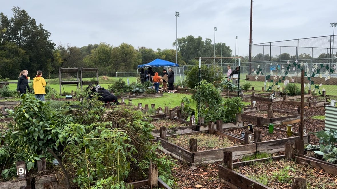 UT Microfarm makes fresh produce more accessible | by Juliana Smith ...