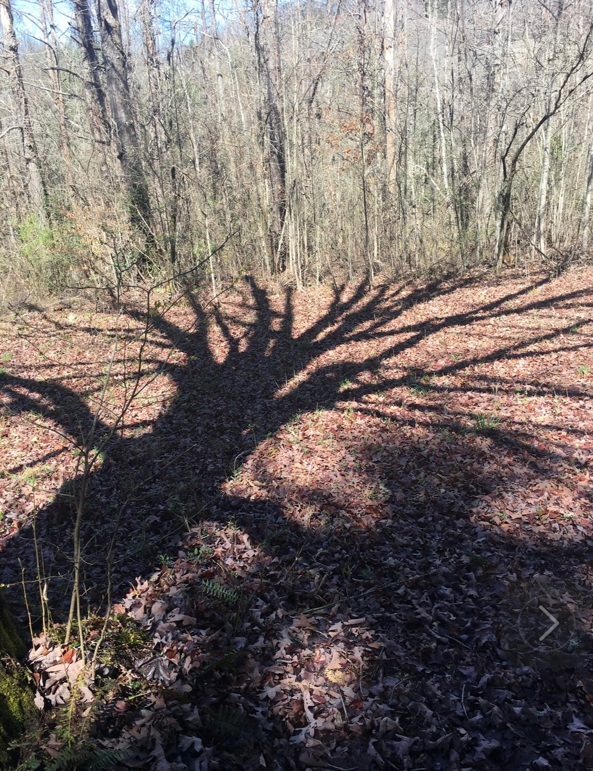 The Shadow of your limbs is a story of trees. | Medium