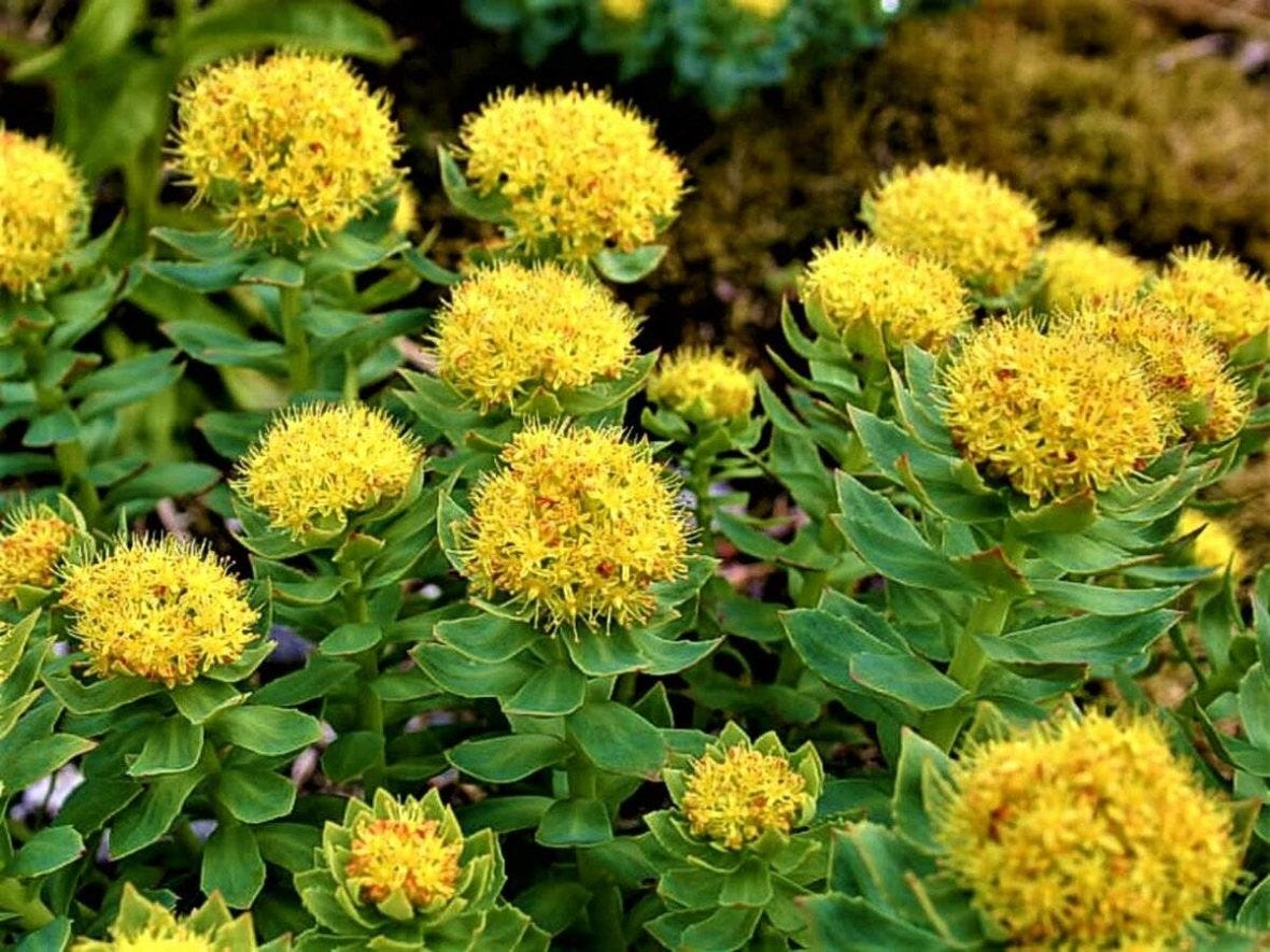 Rhodiola rosea (Golden Root).Useful properties and applications ...