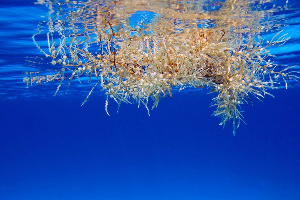 Sargasso Sea