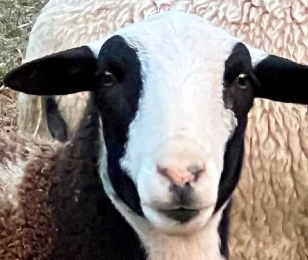 Lost Sheep. LOST SHEEP Wednesday — April 24, 2024 | by Peter Kennedy ...