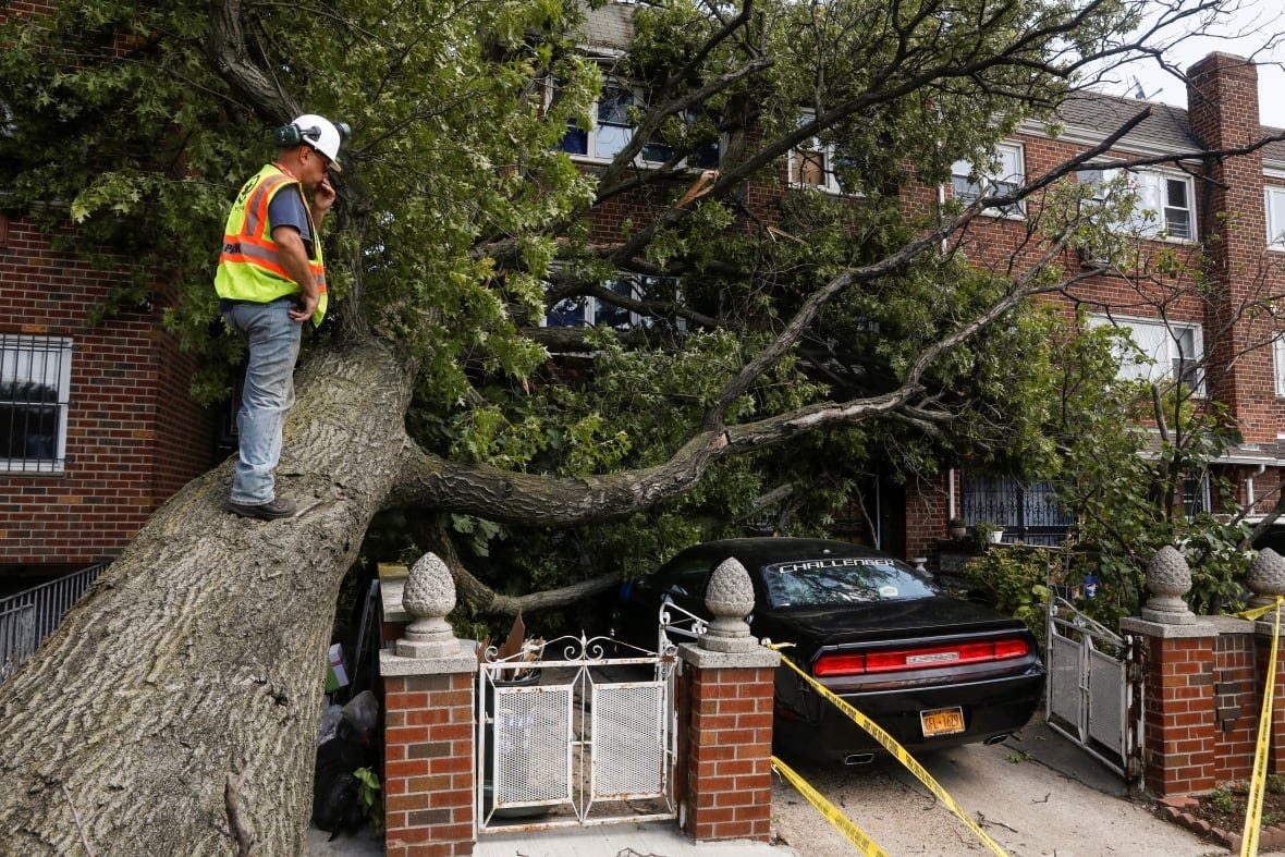 Watch Out For That Tree!. An analysis on tree species and their… | by ...