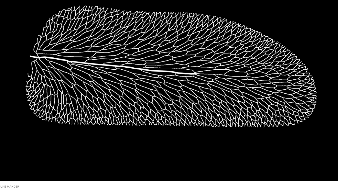 Evolution of Leaf Venation. AAAS: “Intricate leaf veins may be an… | by ...