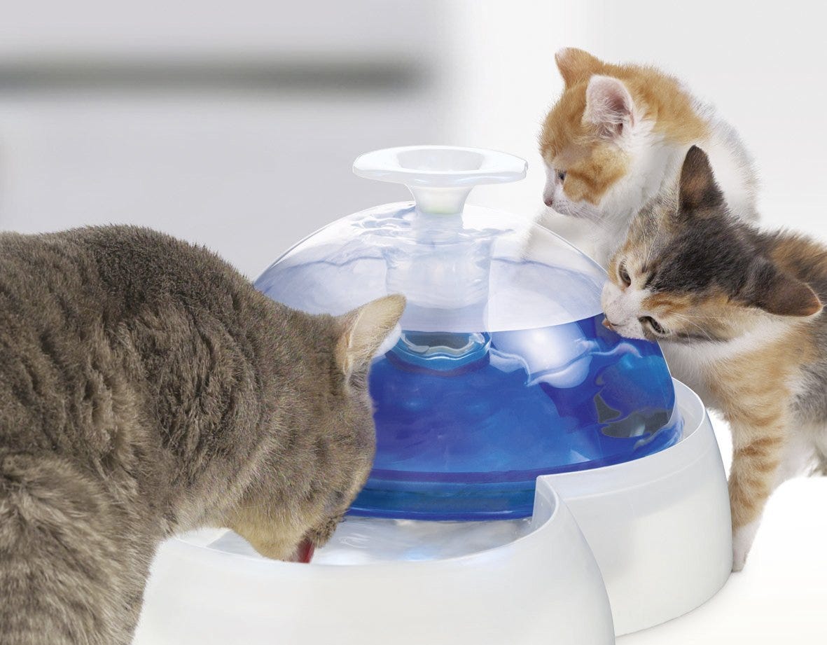 Certain Factors For Getting The Very Best Cat Fountain | by Ruth Tice ...
