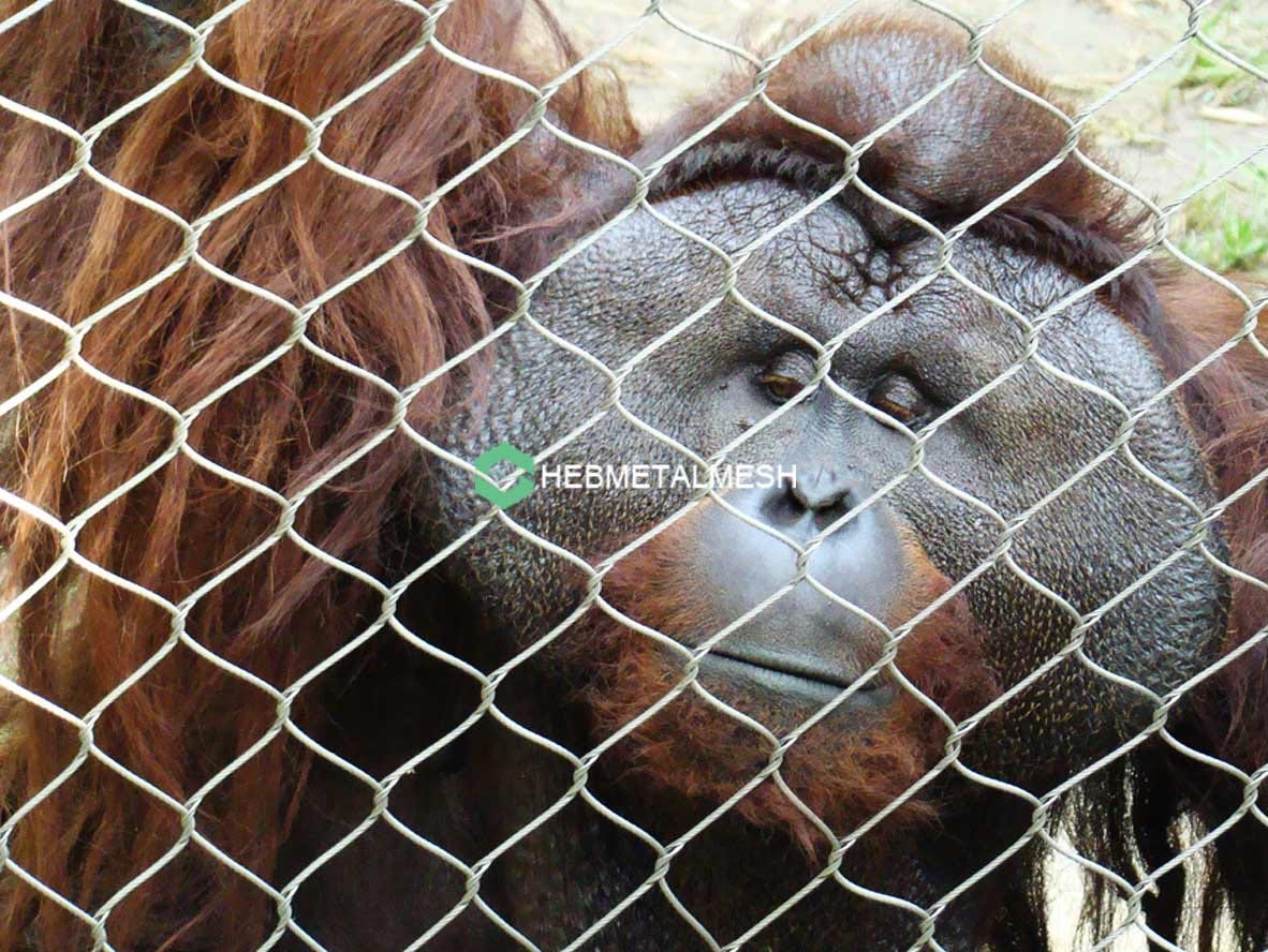Cage Mesh: The Versatile Solution for Animal Enclosures | by Steven Xu ...