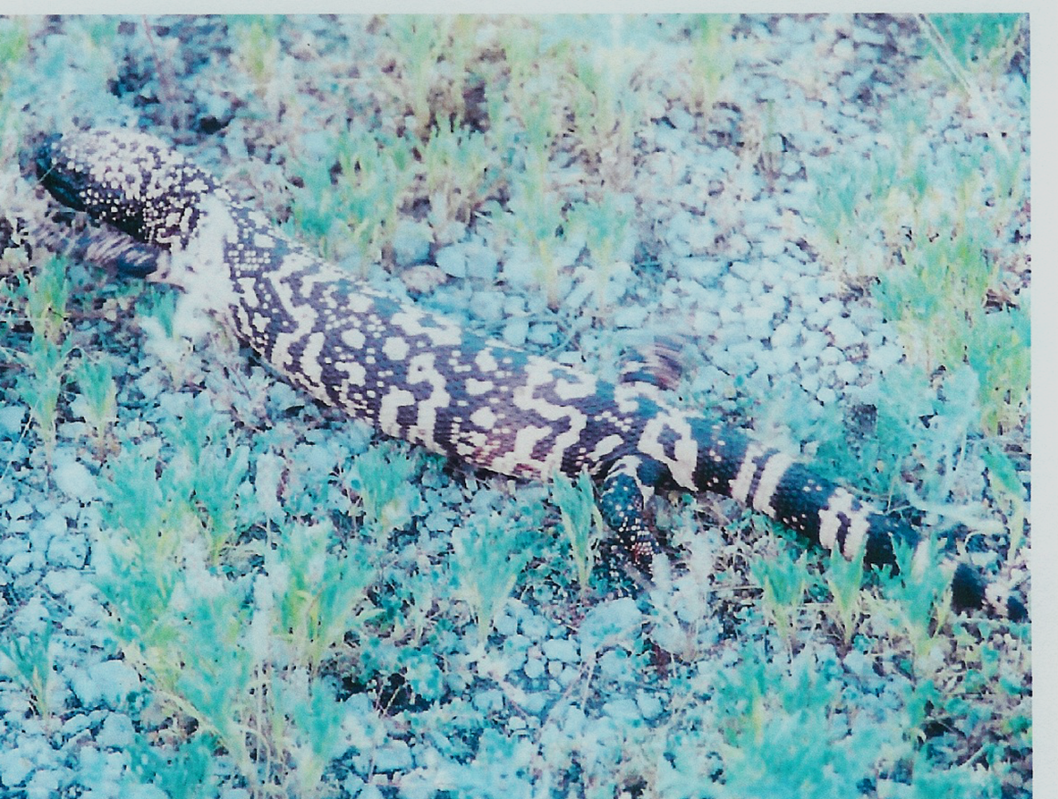 Gila Monsters. Gila Monsters are unusual and beautiful… | by Gary Every ...