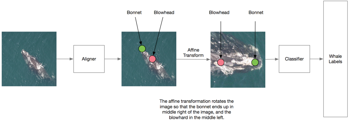 NOAA Right Whale Recognition, Winner’s Interview: 2nd place, Felix Lau | by Kaggle Team | Kaggle ...