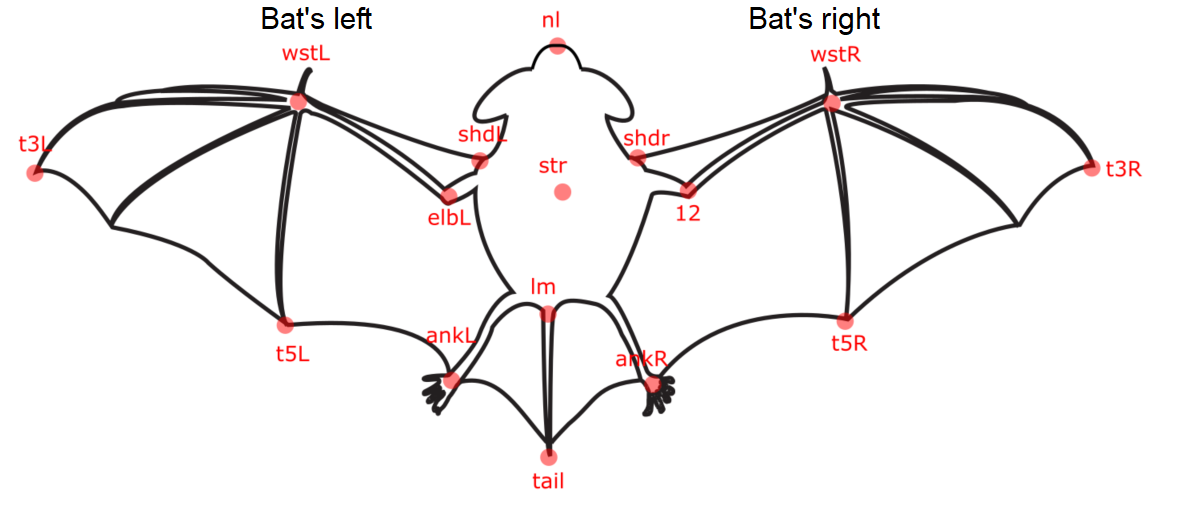 Balancing bats 🦇. Author: Jonas Bengt Carina Håkansson… | by DeepLabCut ...