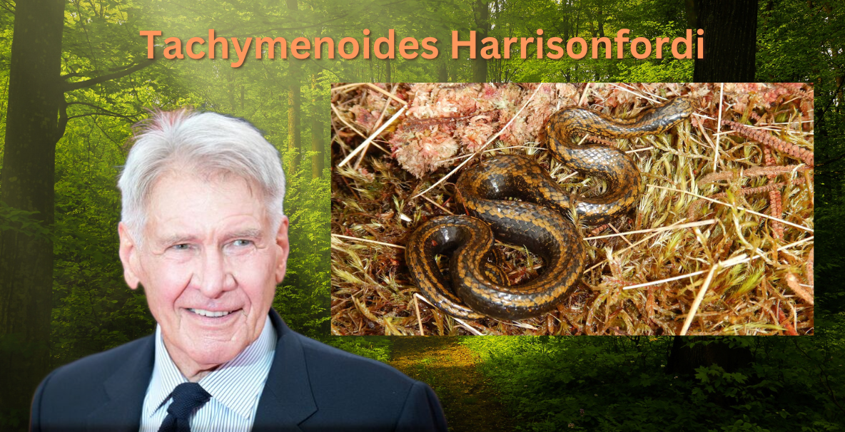 New Snake Species Named After Harrison Ford | by Michael King | Aug ...