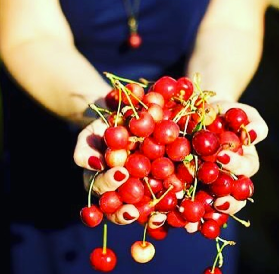 Oregon Cherry Growers’ Sustainable Farming Based in Tradition — And ...