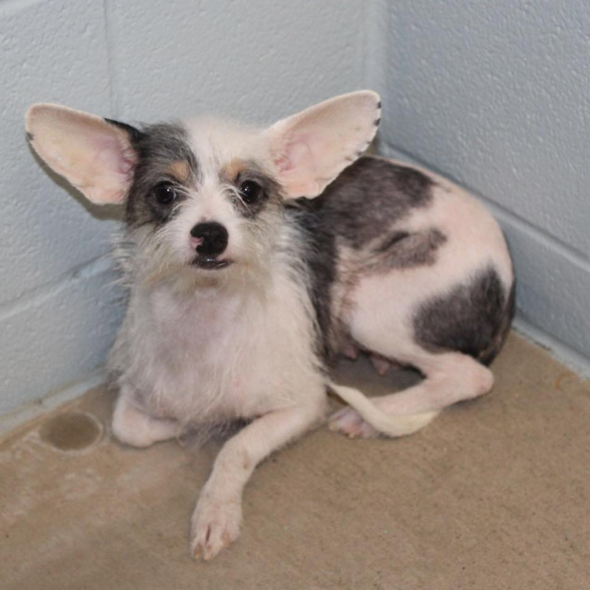 7 Unexpected Things That Happen When You Foster A Dog | by Nicole ...