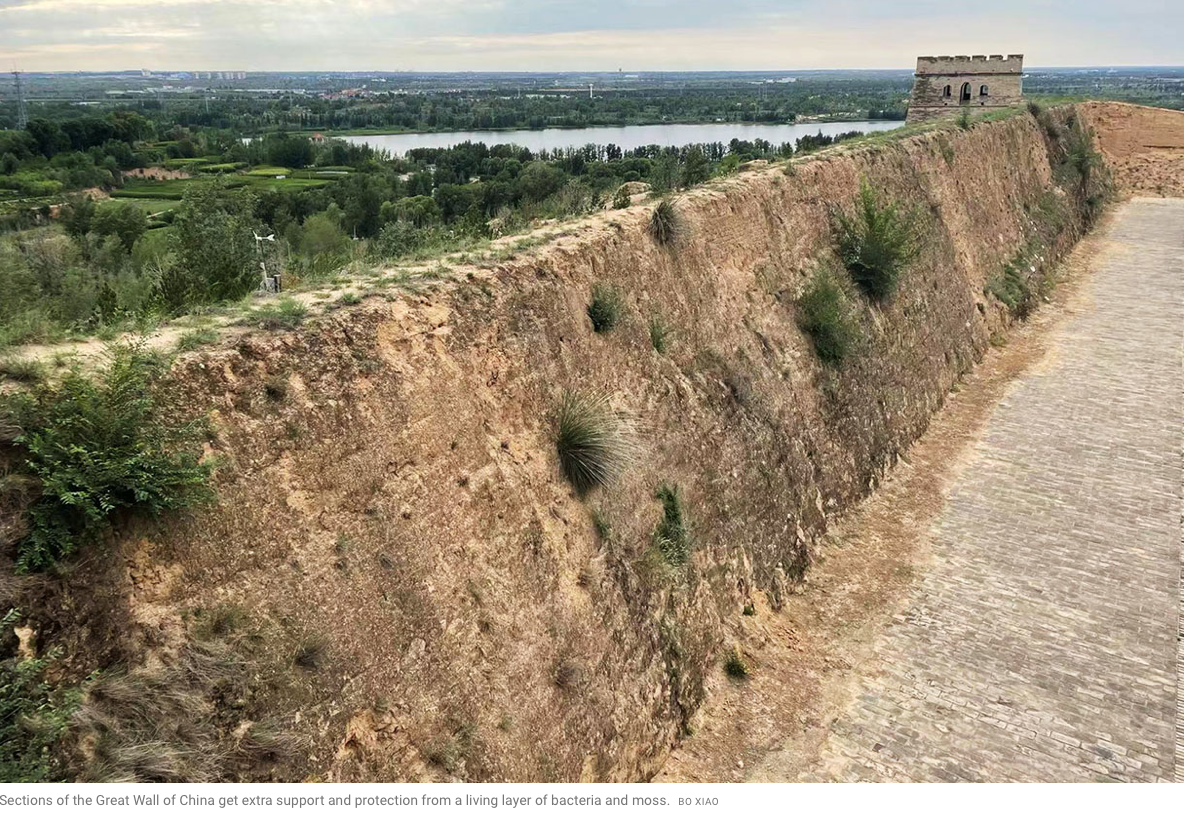 Great Wall Biocrust. AAAS: “A ‘living skin’ is protecting… | by S. W ...