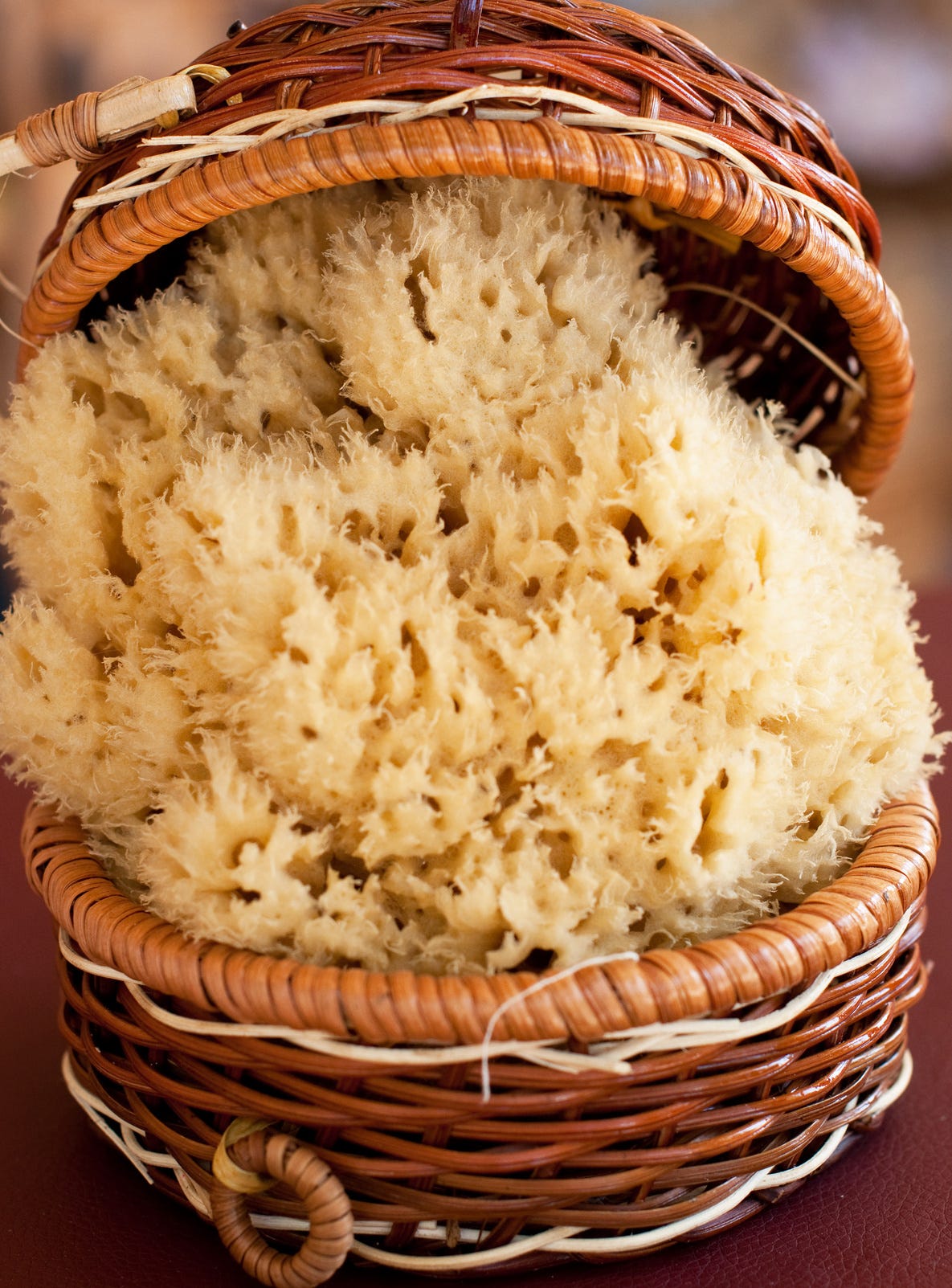 Top Five Benefits of using Organic Sea Sponges vs Synthetic Sponges ...