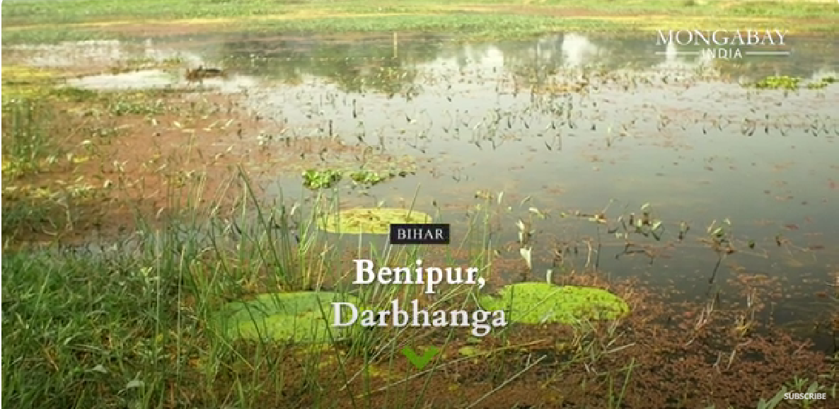 Makhana, the biodiversity in Darbhanga’s dying ponds - Jjjclassrooms ...