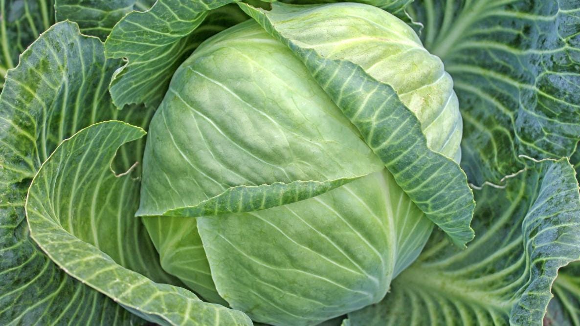 The Emperor’s Cabbage | by Rhys B. | Medium