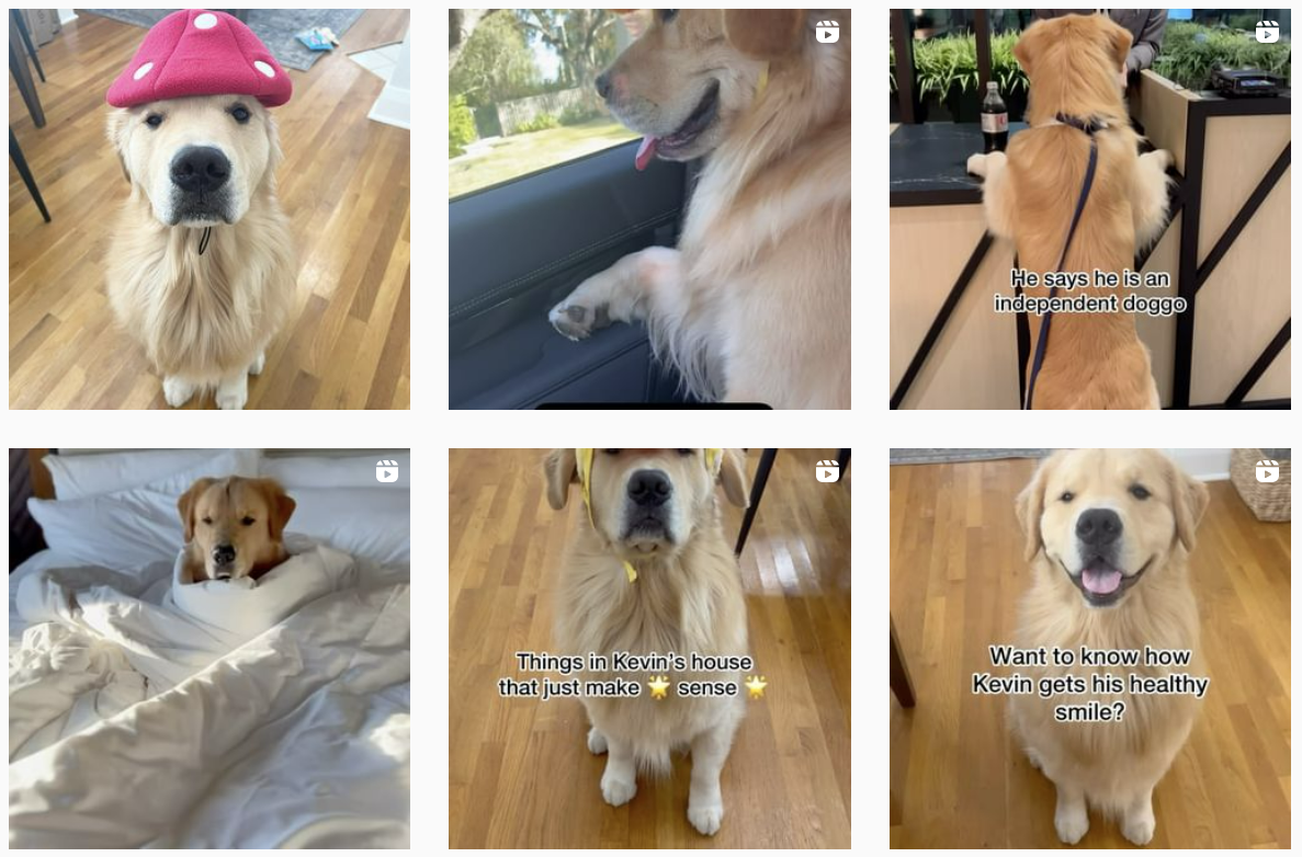 A match made in Kevin: Tampa’s Most Pup-ular Dog Influencer X Downtown ...