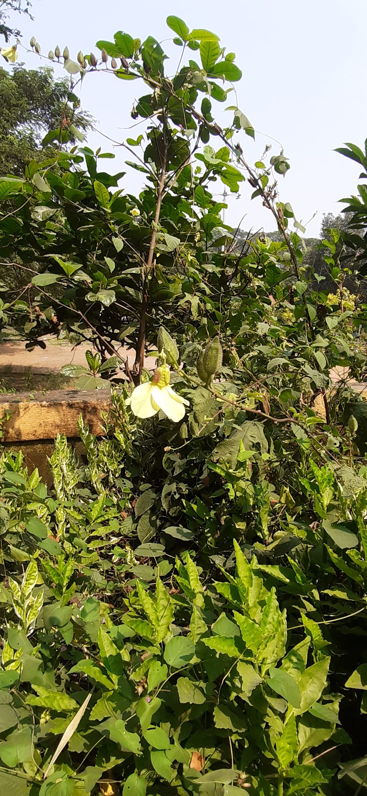 Why You Should Not Ignore Any Small Creation of Nature. | by Sujit ...