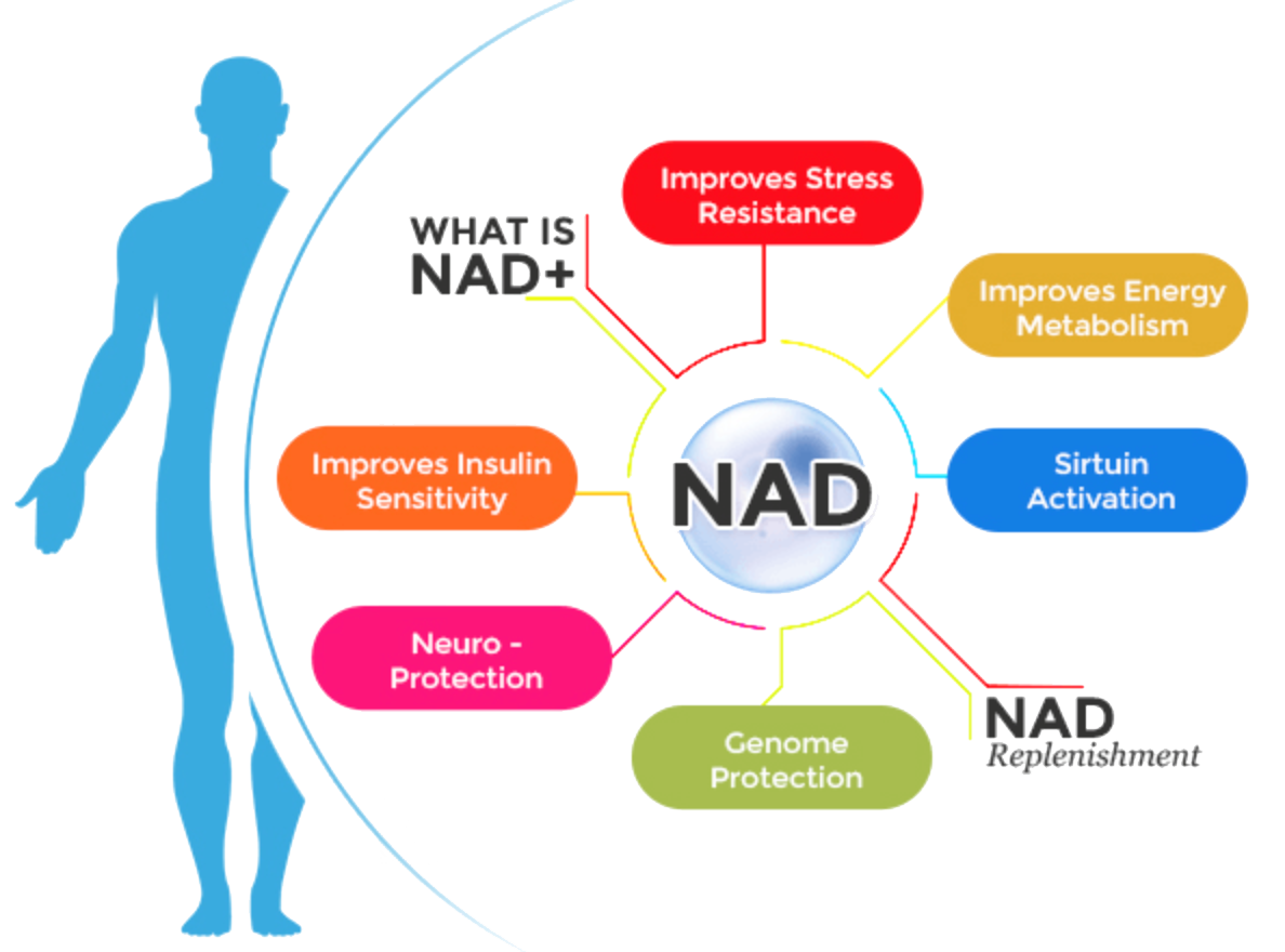 What is the best way to supplement NAD+? | by Jonathan Roseland | Medium