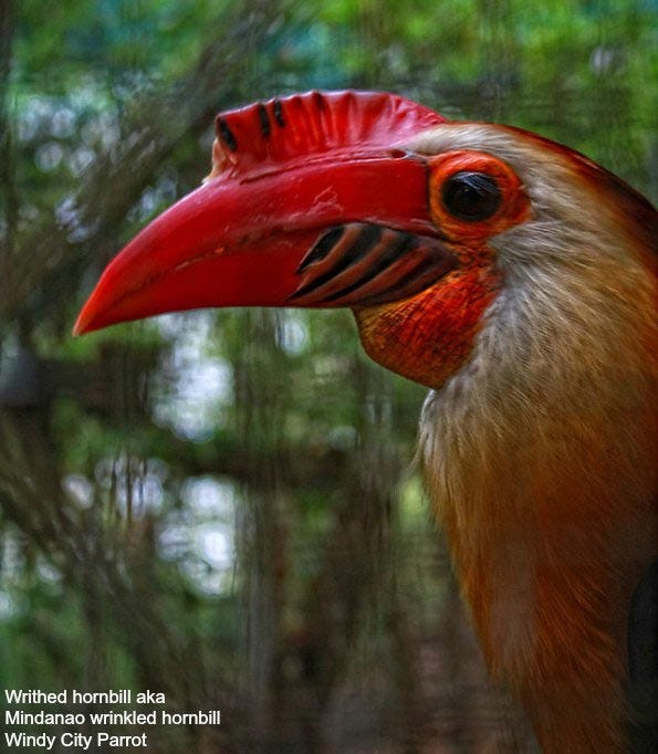 Writhed Billed Hornbill (aceros Waldeni)