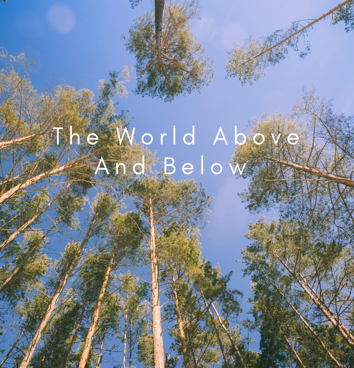 The World Above and Below. From darkness to light. | by Chelsea ...