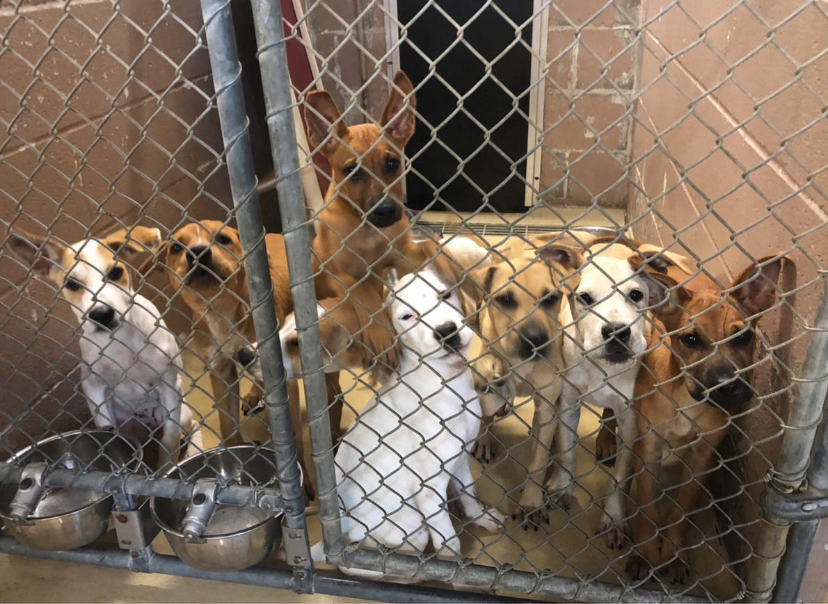 The Reality of Shelter Overcrowding | by Stray Hearts | Jul, 2025 | Medium