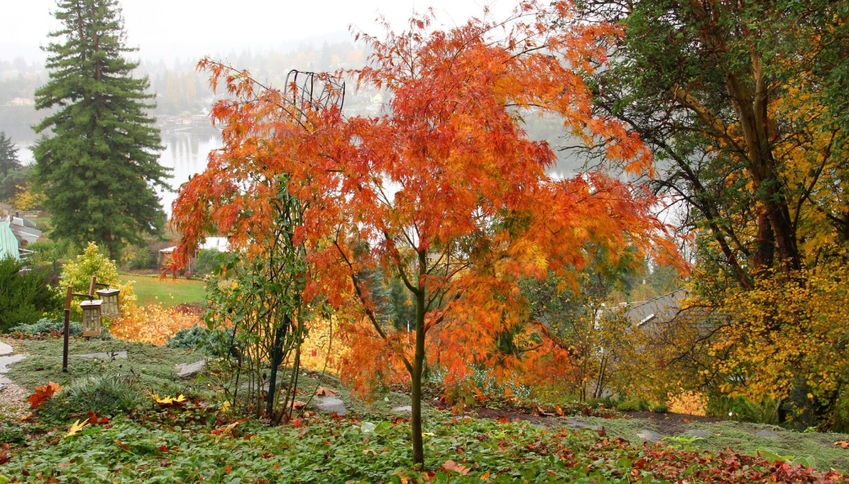 Elegance in Green: The Timeless Allure of Seiryu Japanese Maple | by ...