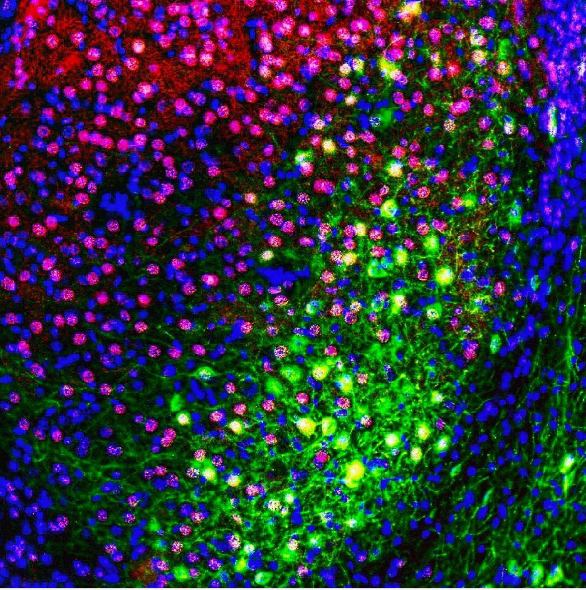 Can our memory be manipulated?. Neuroscientist Steve Ramirez explains ...