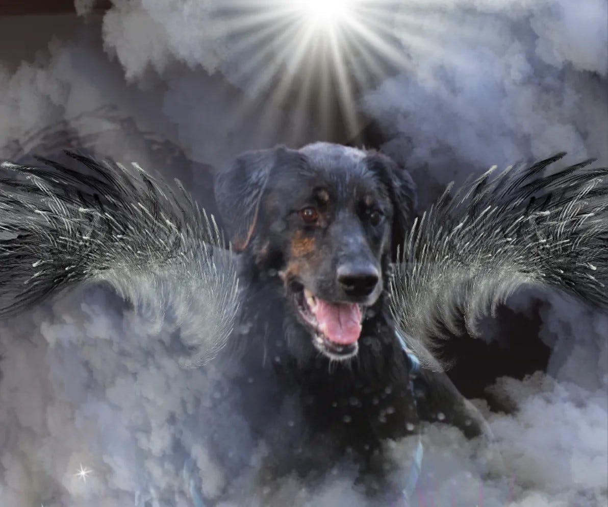 The Unbreakable Bond: Destiny’s Hand in Connecting Me With the Dog That ...