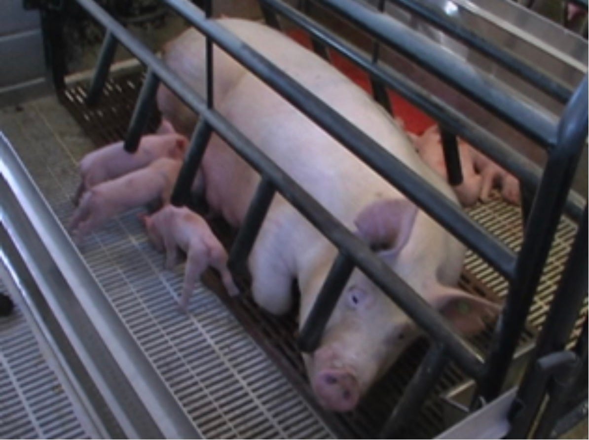 PEDAGOGIC PIGS. The eight mother pigs in their… | by Maureen McConaghy ...