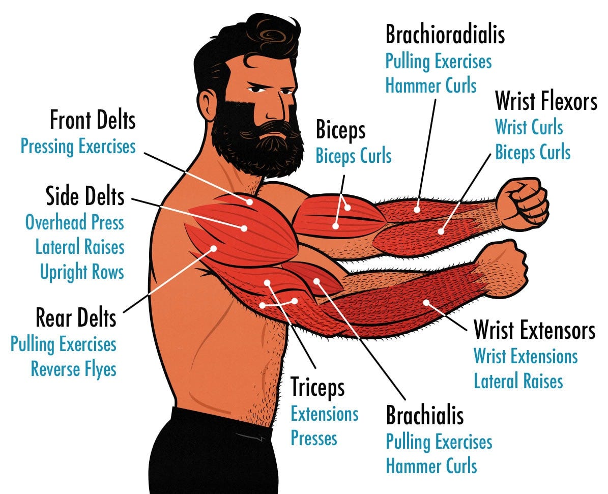Brachialis workout store