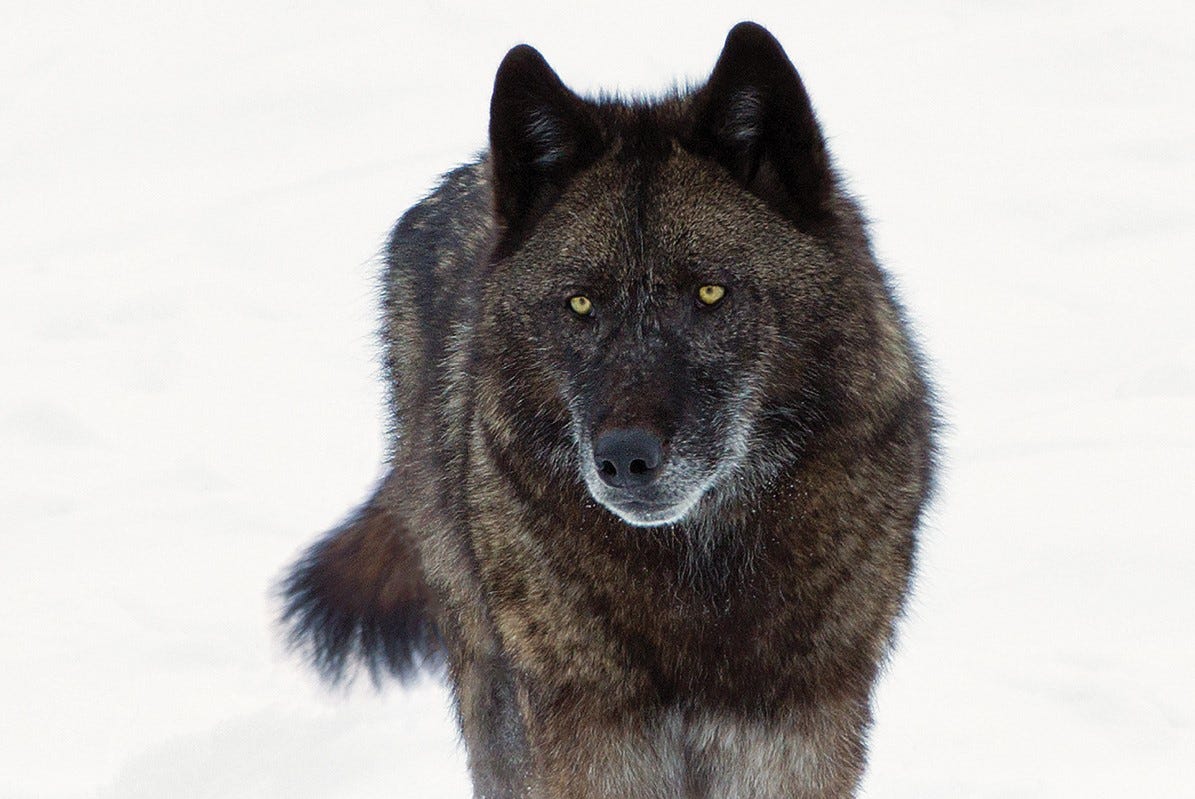 The Emotional Lives of Wolves. Biologist Rick McIntyre uses… | by The ...