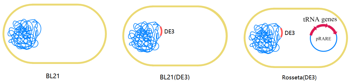 Comparison of BL21(DE3) and Rosetta strains | by KMD Bioscience | Medium