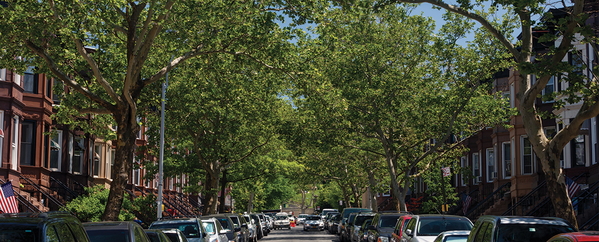 Street Trees. The shade of it all | by Caroline Morris | Medium