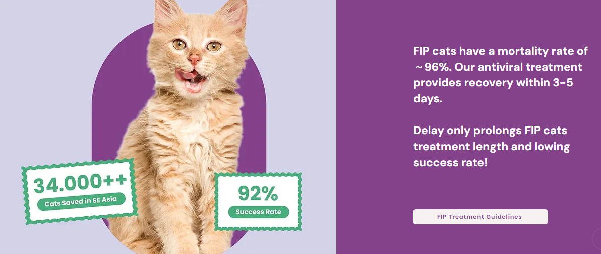 FIP Cats Treatment by BasmiFIP: A New Hope for Cat Owners | by ...