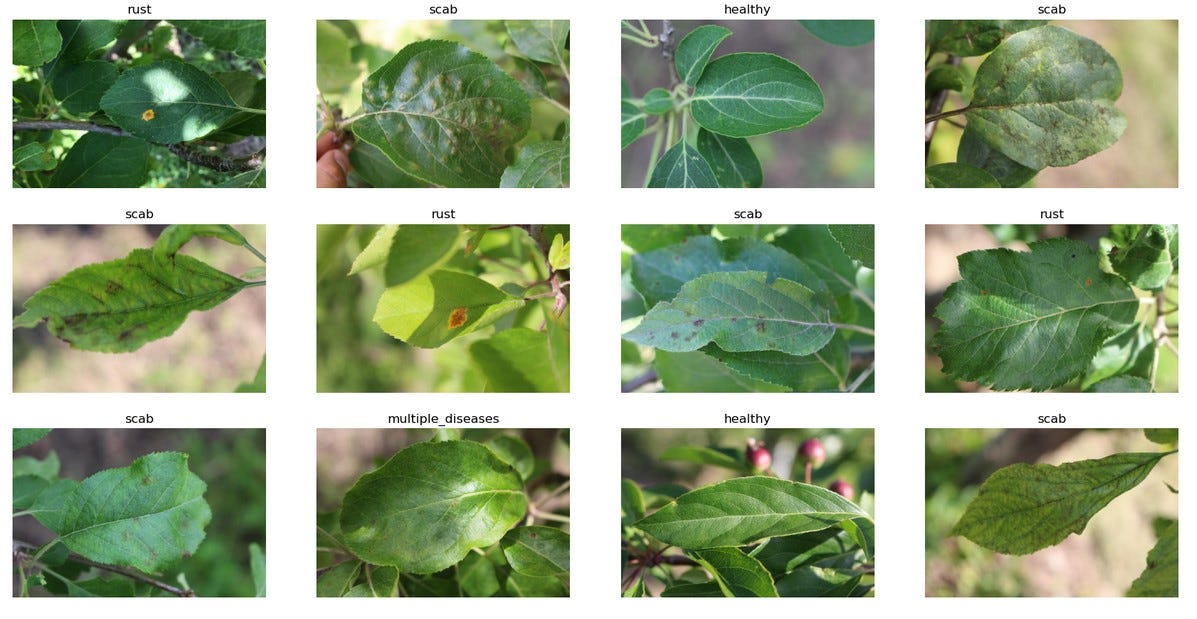 Apple Leaf Diseases Detection Using Deep Learning. | by BEDDA Hana | Medium