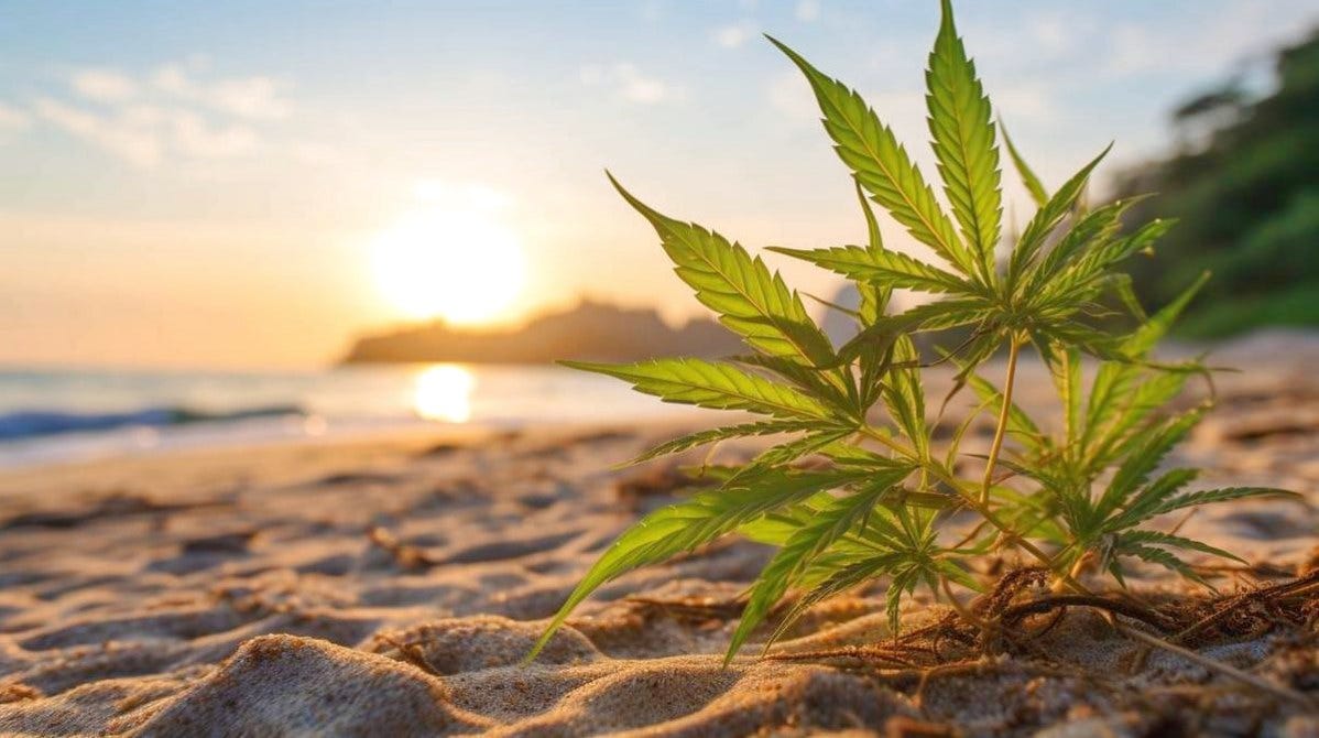 🔬 Tout Savoir sur la Novarine THCV🌿 | by THCV | Feb, 2024 | Medium