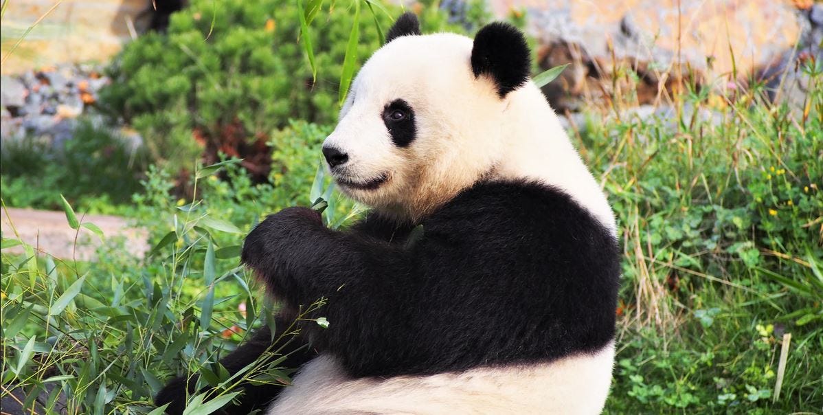 Working with large datasets on pandas? Here some tips to boost ...