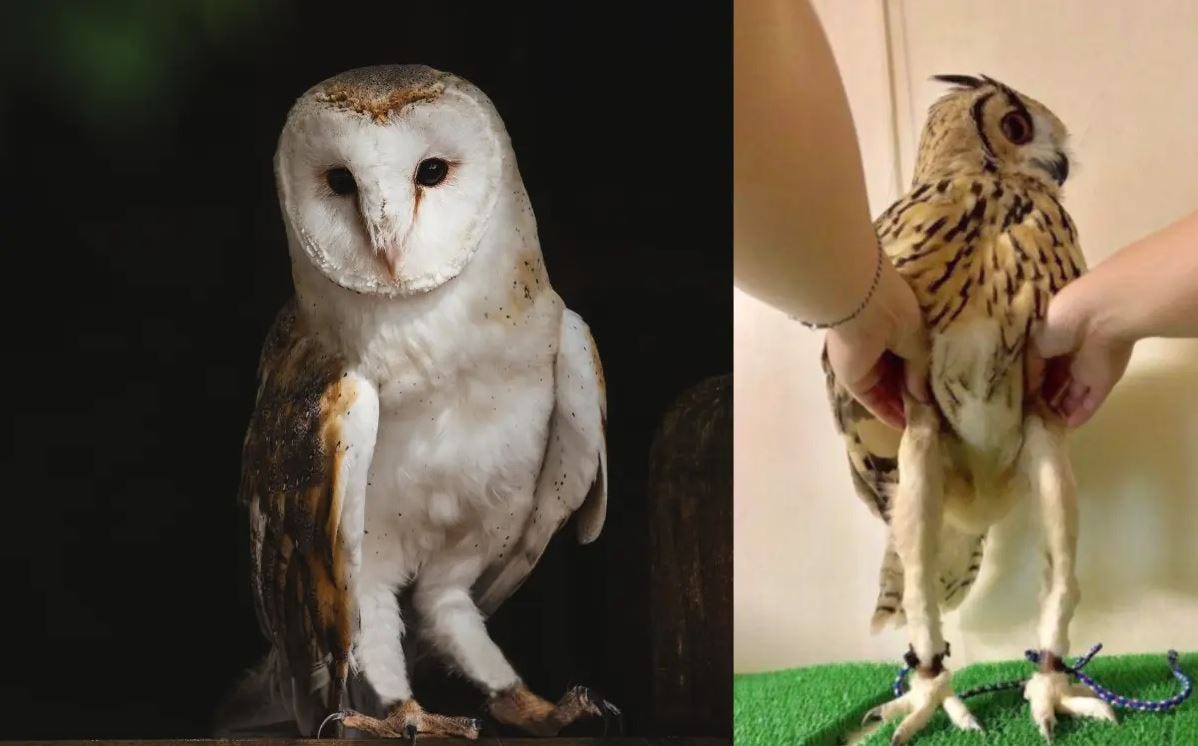 Why Are Owl Legs So Long? The Truth Will Blow Your Mind (With Real ...