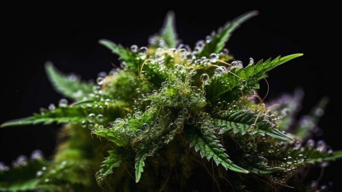 Les Offres Incroyables de Famous Cbd: Profitez de Réductions Exceptionnelles avec les Codes ...