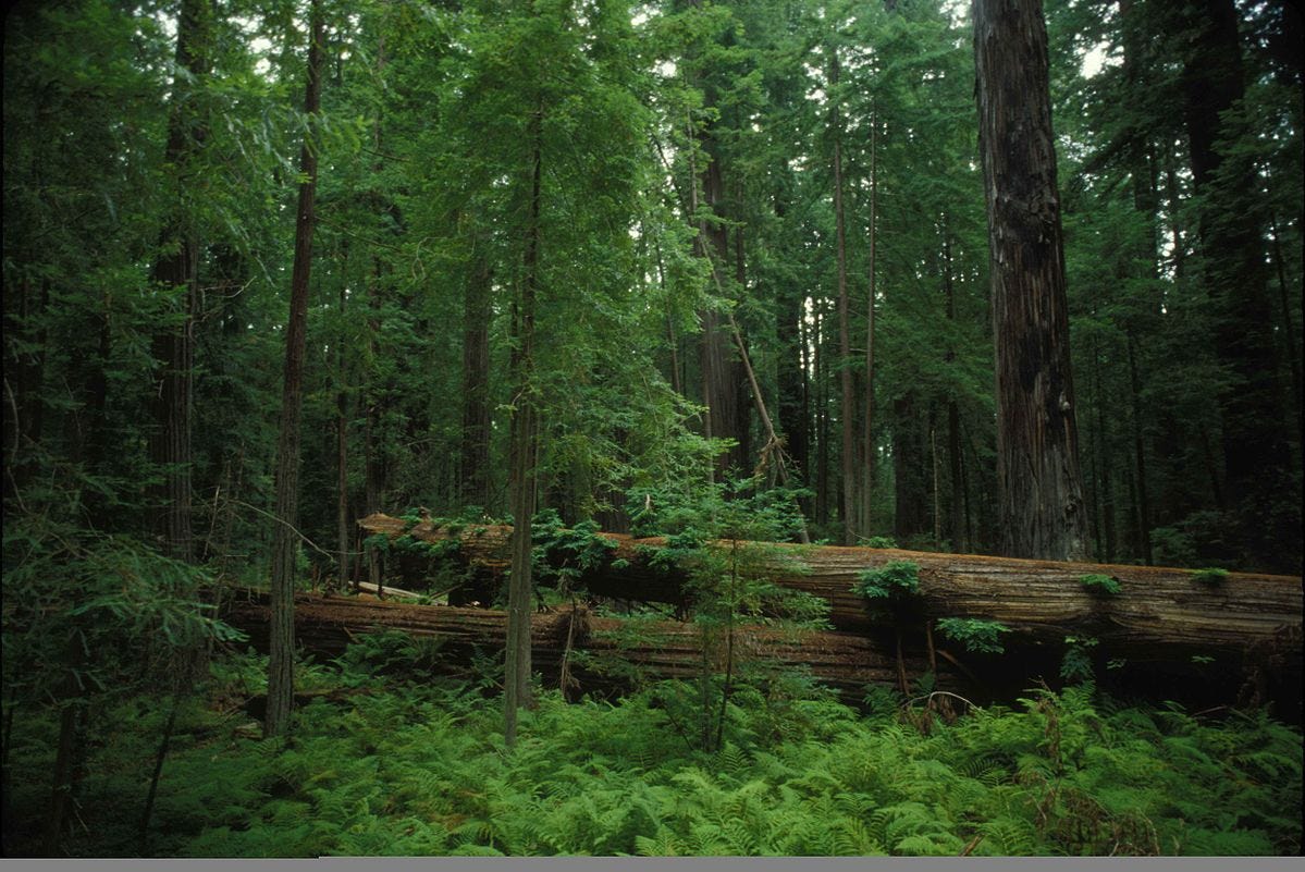The Homestead(Part One). A man explores his land in a whole new… | by ...