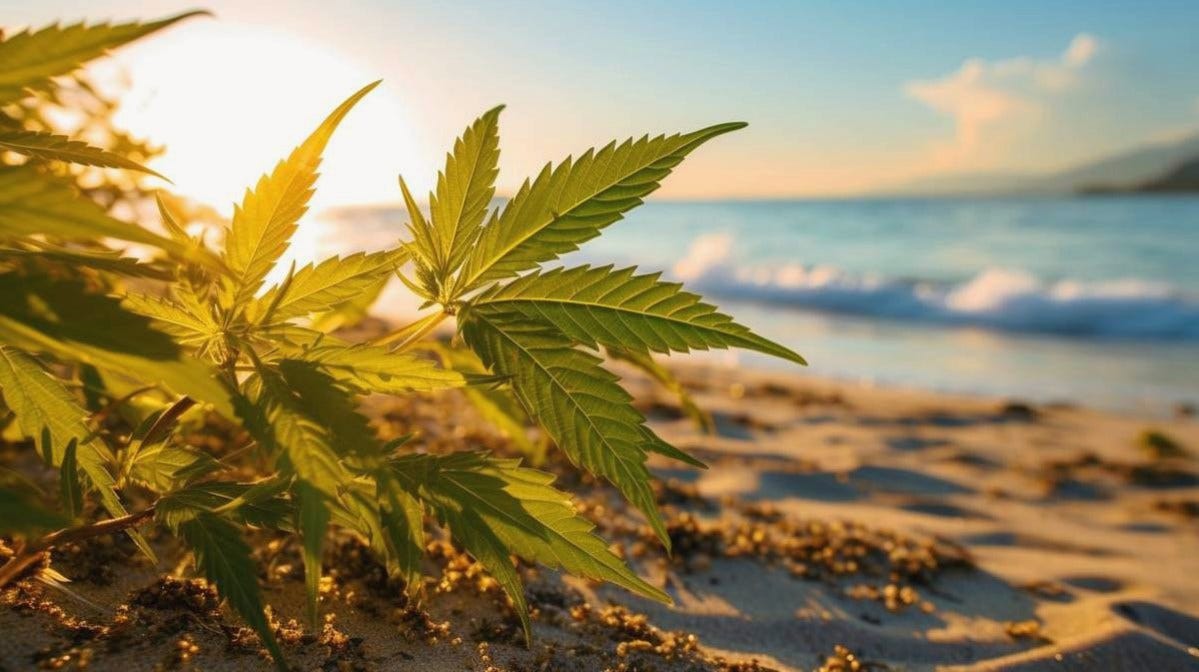 💰 Découvrez les Offres Exceptionnelles avec le Code Promo THCV Boutique Satyva Cbd 🌿 | by Code ...