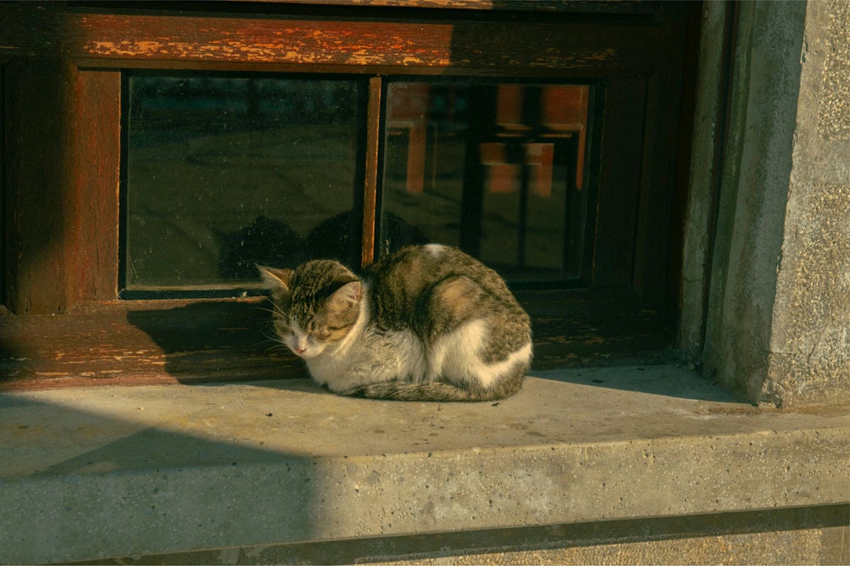 mati lusuh - bleu - Medium