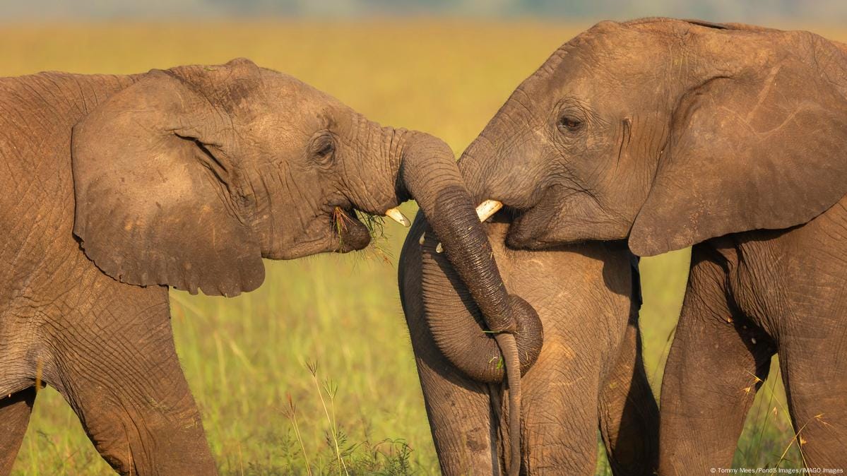 From Conflict to Coexistence: How Bees Are Helping Us Save Elephants in ...