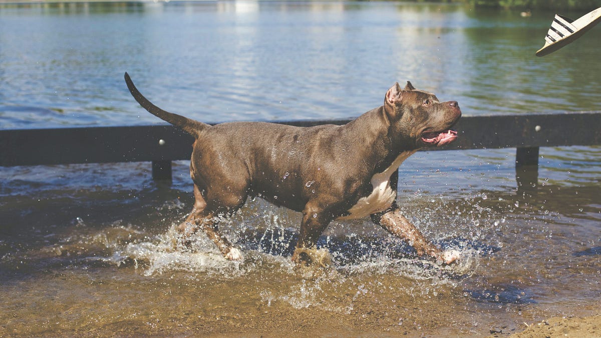 Pitbull With Cropped Tail