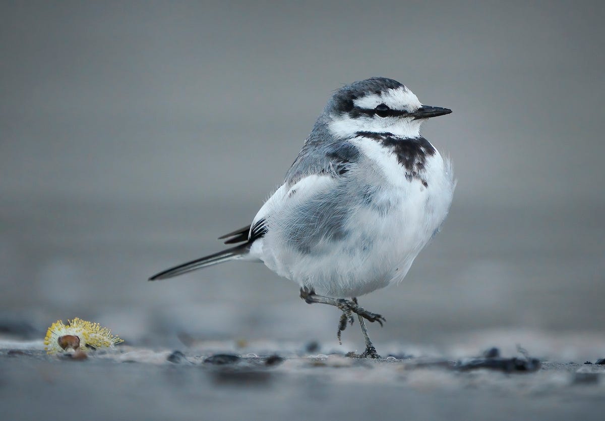 All the patterns of white wagtails | by Zuzanna Żak | Gardening ...