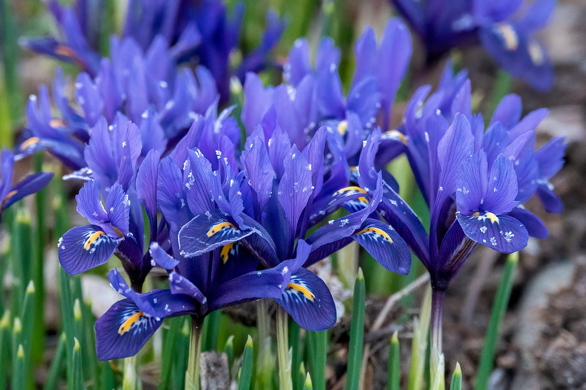 Iris Moon. Skyrise | by Amy Christie | Knowing Muse | Mar, 2023 | Medium